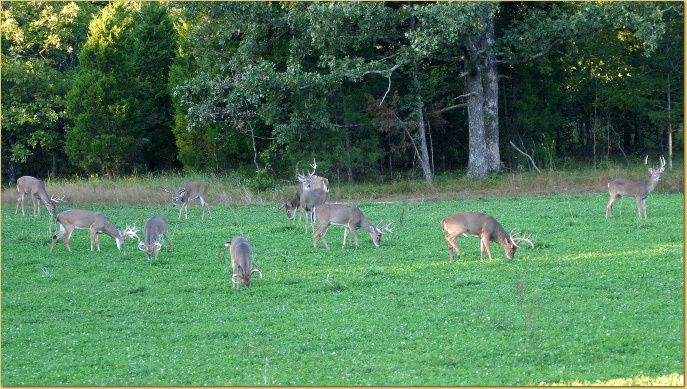| Groundhog Max | ATV/UTV Disc Plow