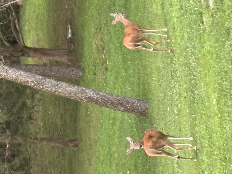 Wildlife Watching on Norfork Lake - Norfork Lake - Explore the Ozarks