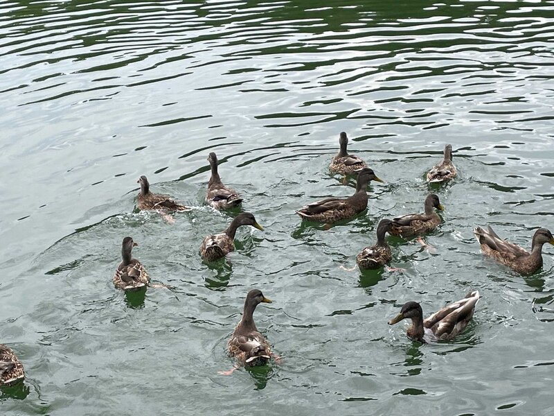 Wildlife Watching on Norfork Lake - Norfork Lake - Explore the Ozarks